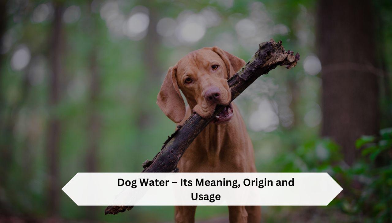 Dog Water – Its Meaning, Origin and Usage - curiositytop.com